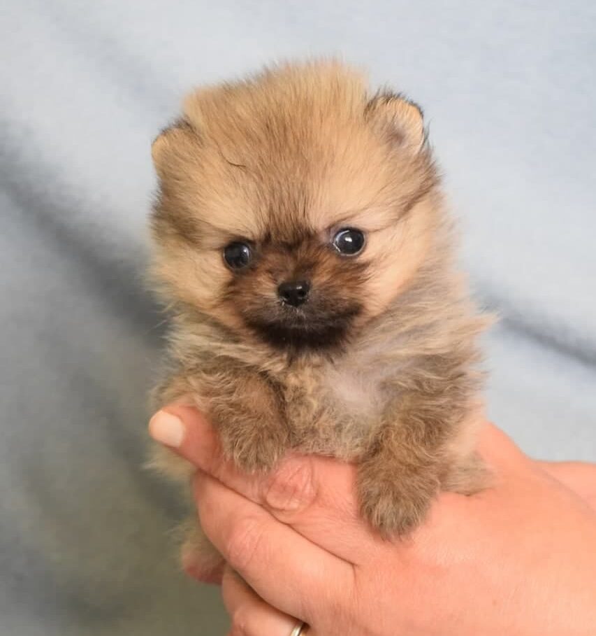 Nos chiots – Spitz nains