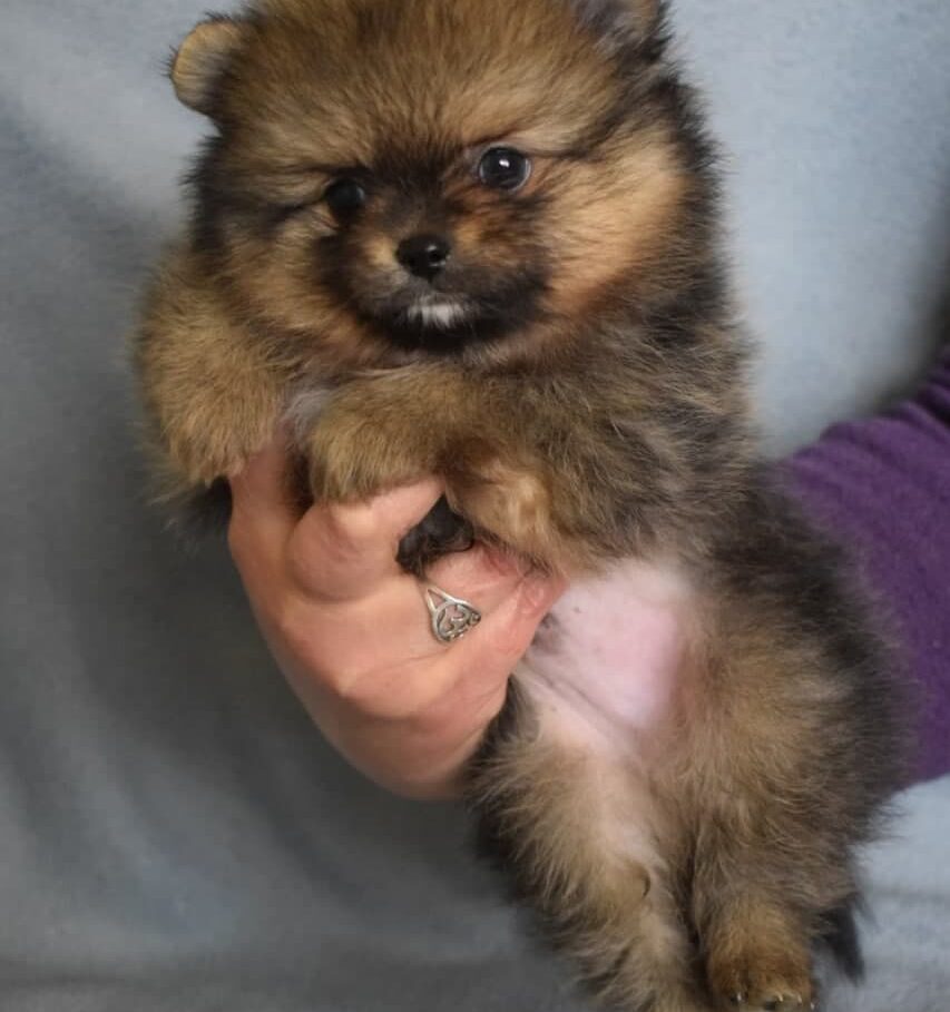 Nos chiots – Spitz nains